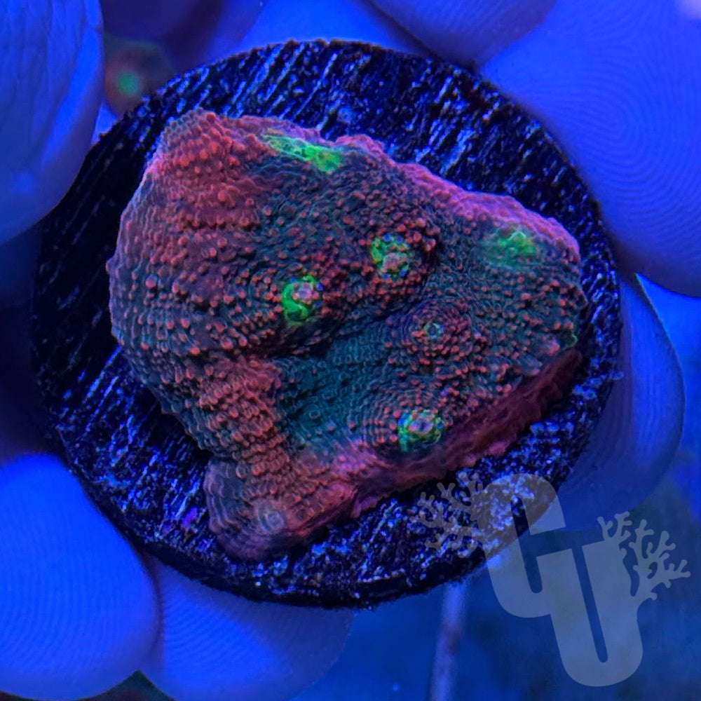 ACI Crazy Eye Chalice | WYS/WYG — Corals Unlimited