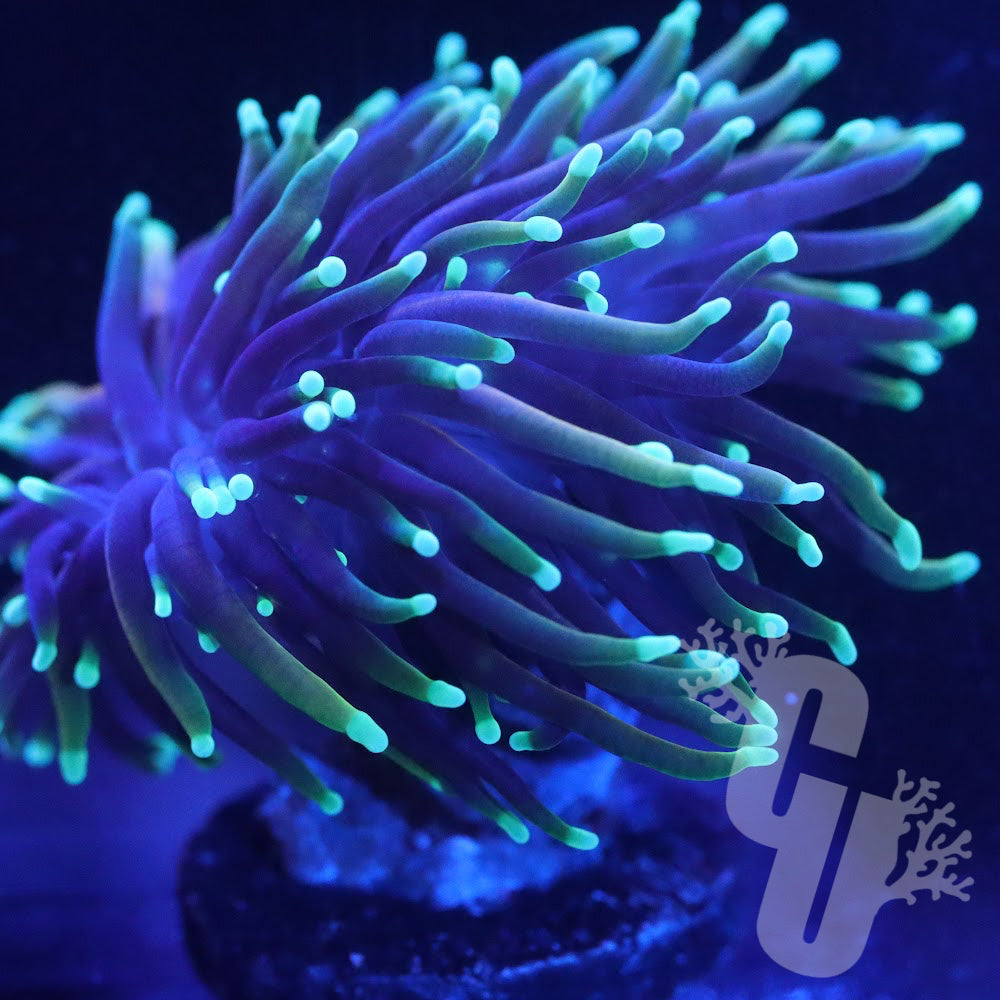 Dragon Soul Torch Coral | 2+ Heads — Corals Unlimited