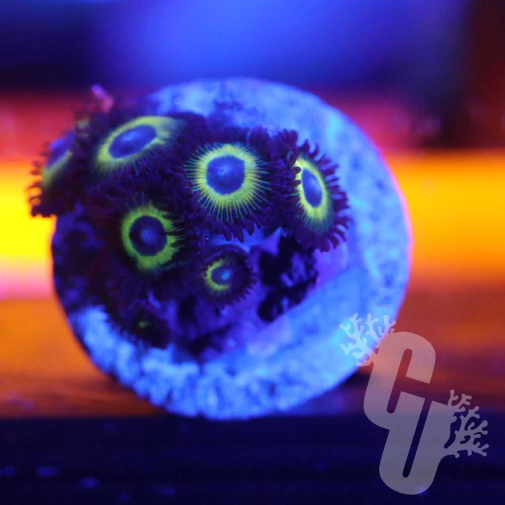 Evil Empire Zoanthids — Corals Unlimited