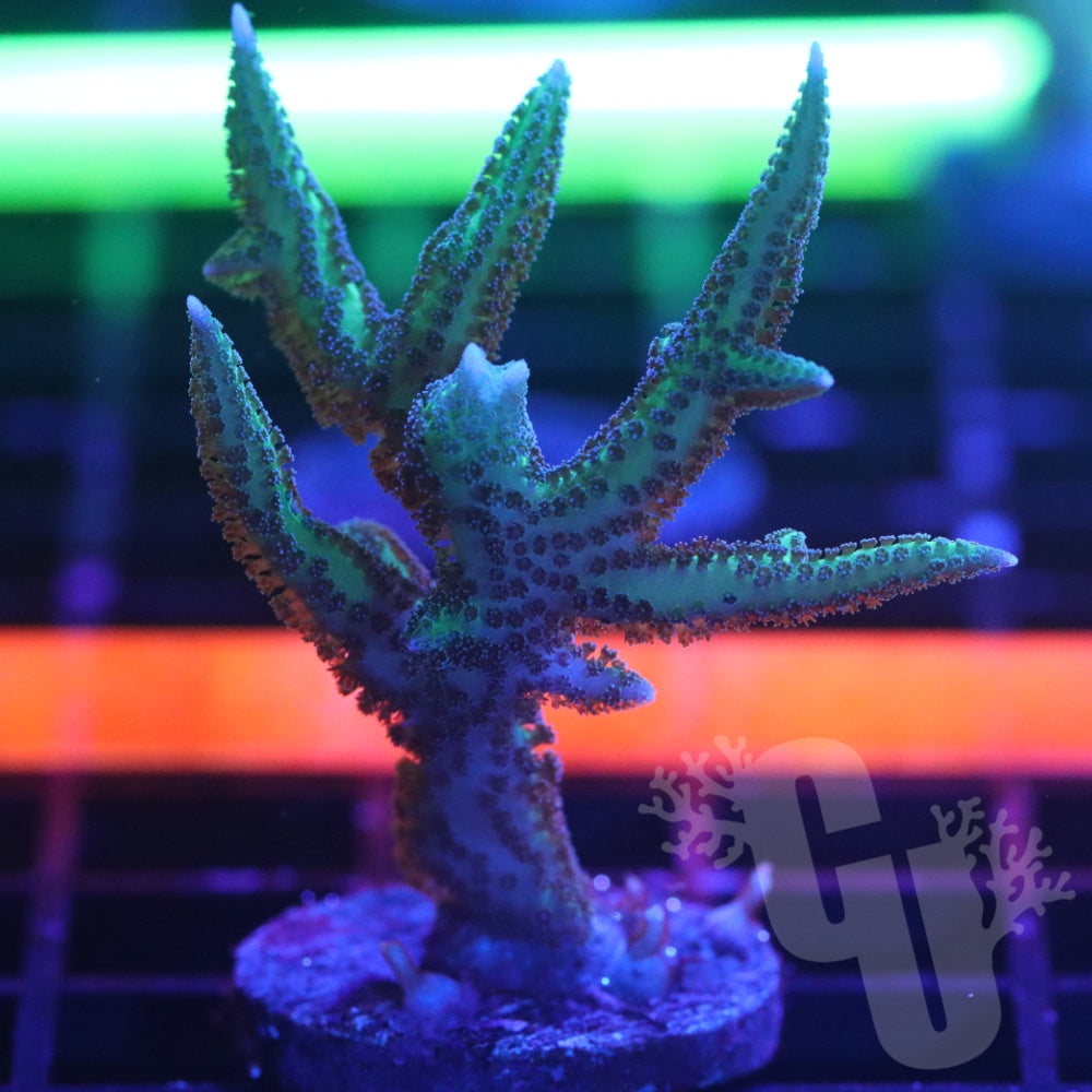 Ponape Birdsnest — Corals Unlimited