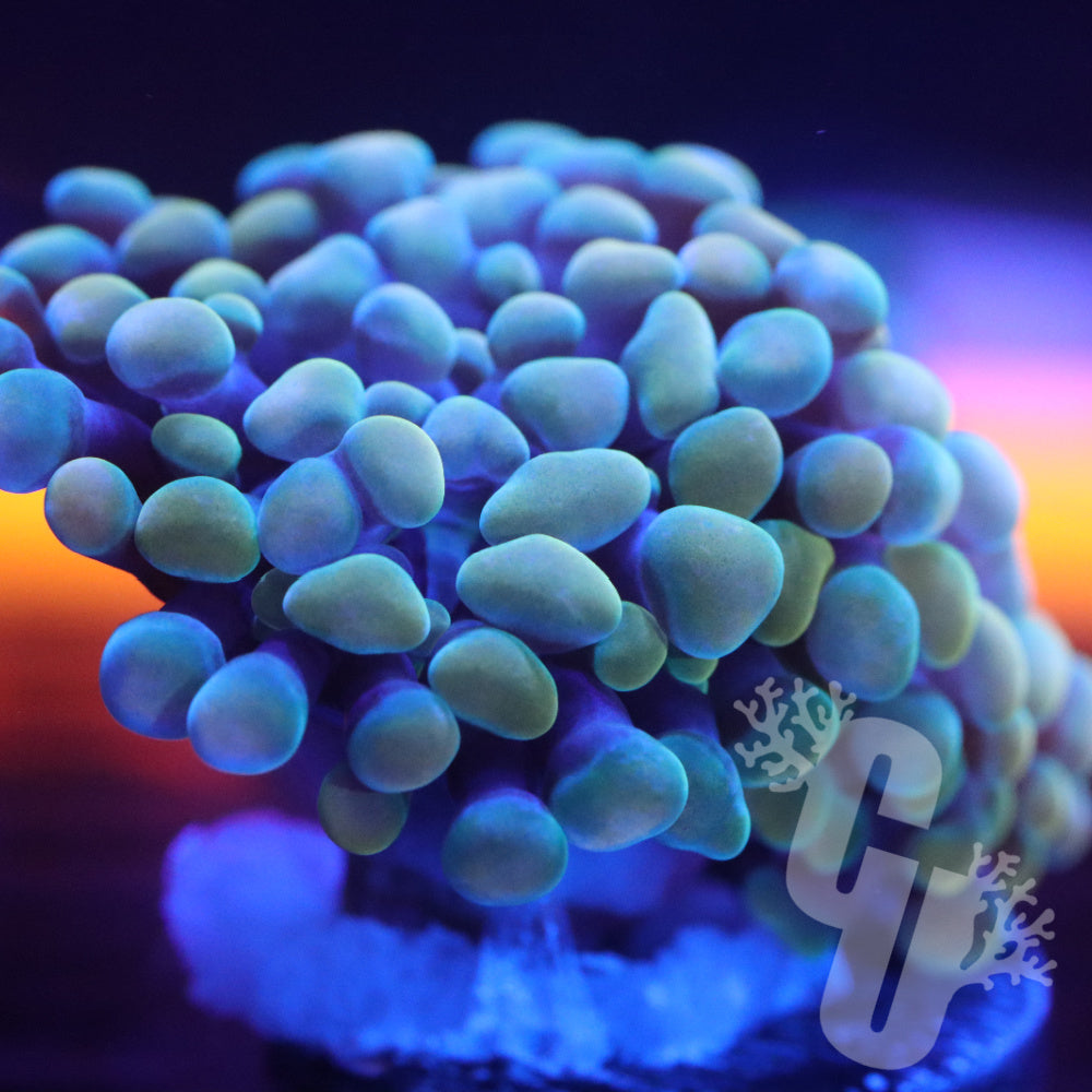 Rainbow Branching Hammer — Corals Unlimited