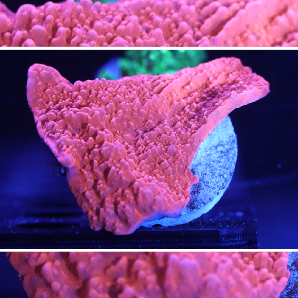 Red Montipora Cap Coral — Corals Unlimited