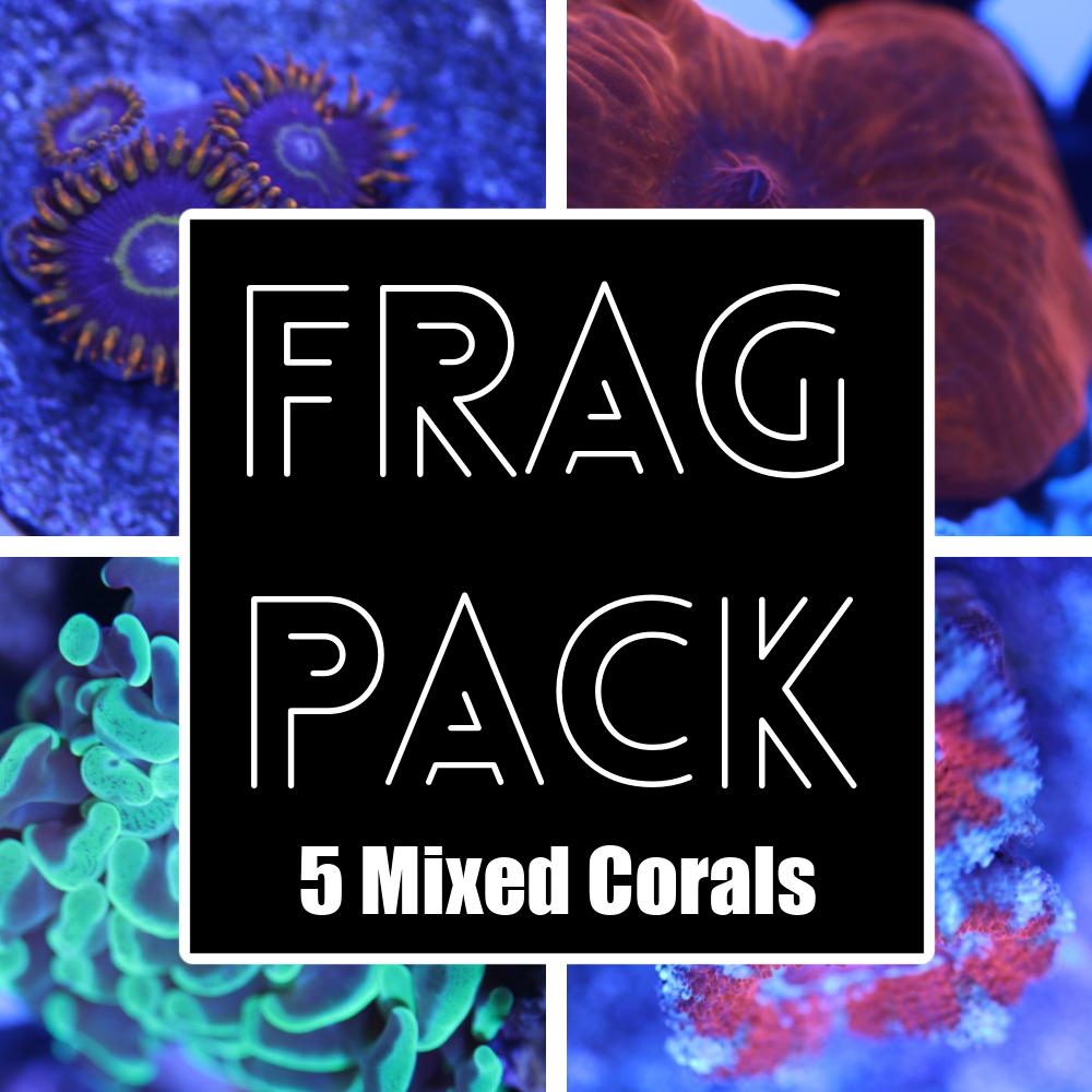 Mixed Coral Frag Pack — Corals Unlimited
