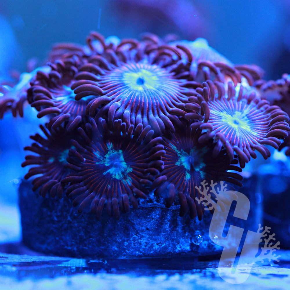 Pornstar Zoanthids — Corals Unlimited