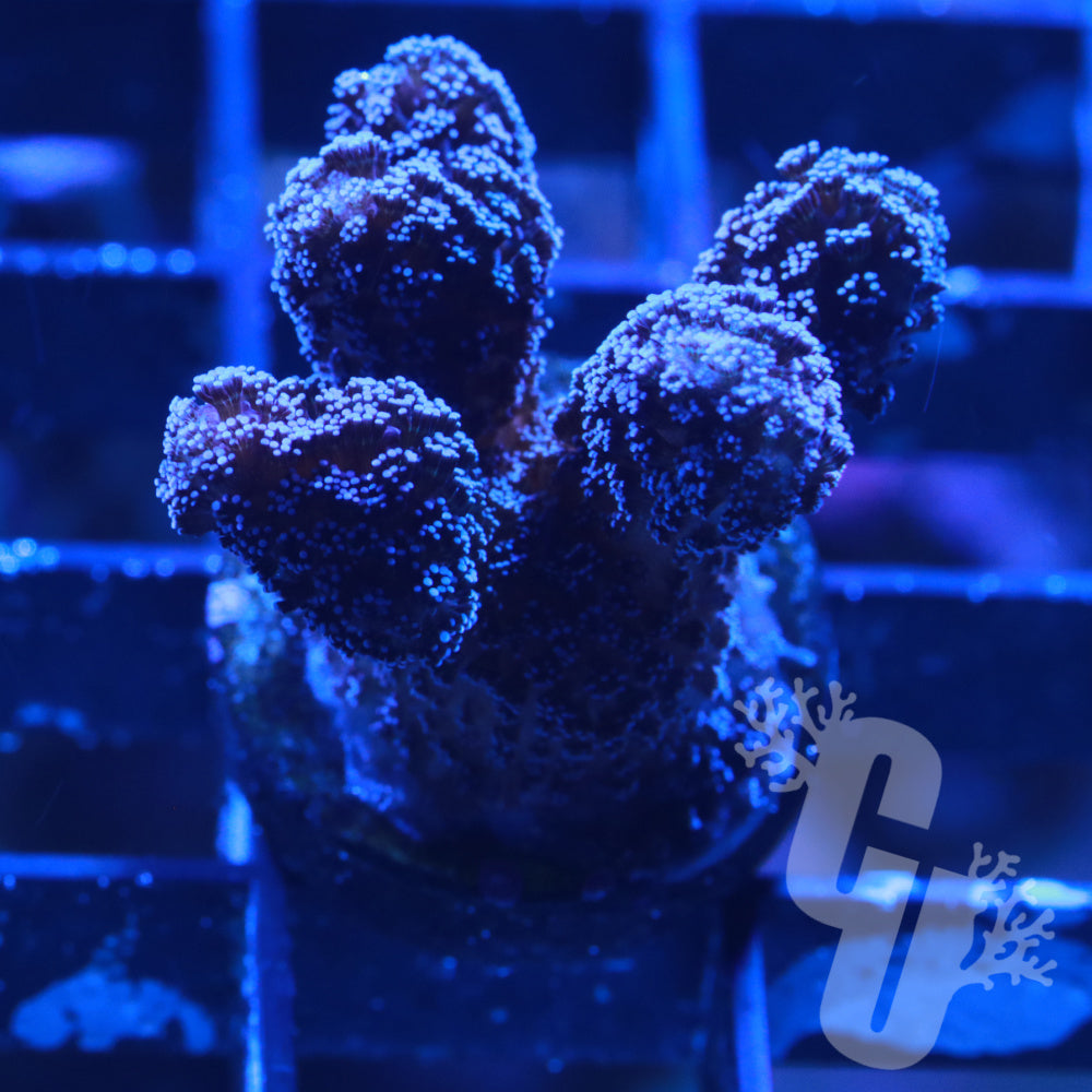 ORA Purple Stylophora — Corals Unlimited