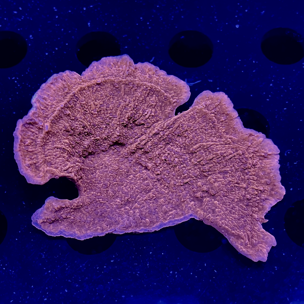 Red Montipora Cap Coral — Corals Unlimited