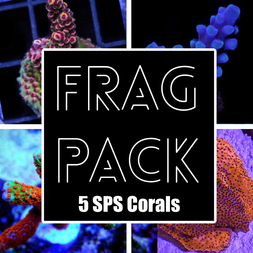 SPS Coral Frag Pack — Corals Unlimited