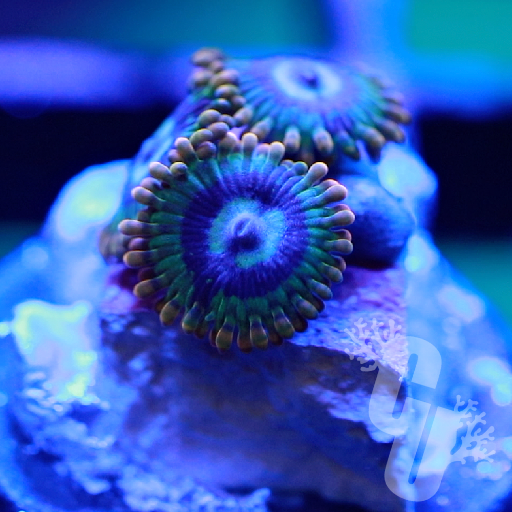 Yoda Zoanthids — Corals Unlimited