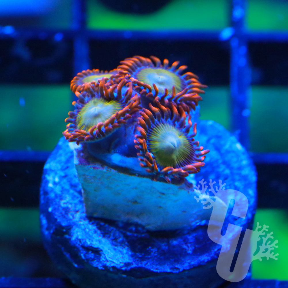 Orange Mandarin Zoanthids — Corals Unlimited